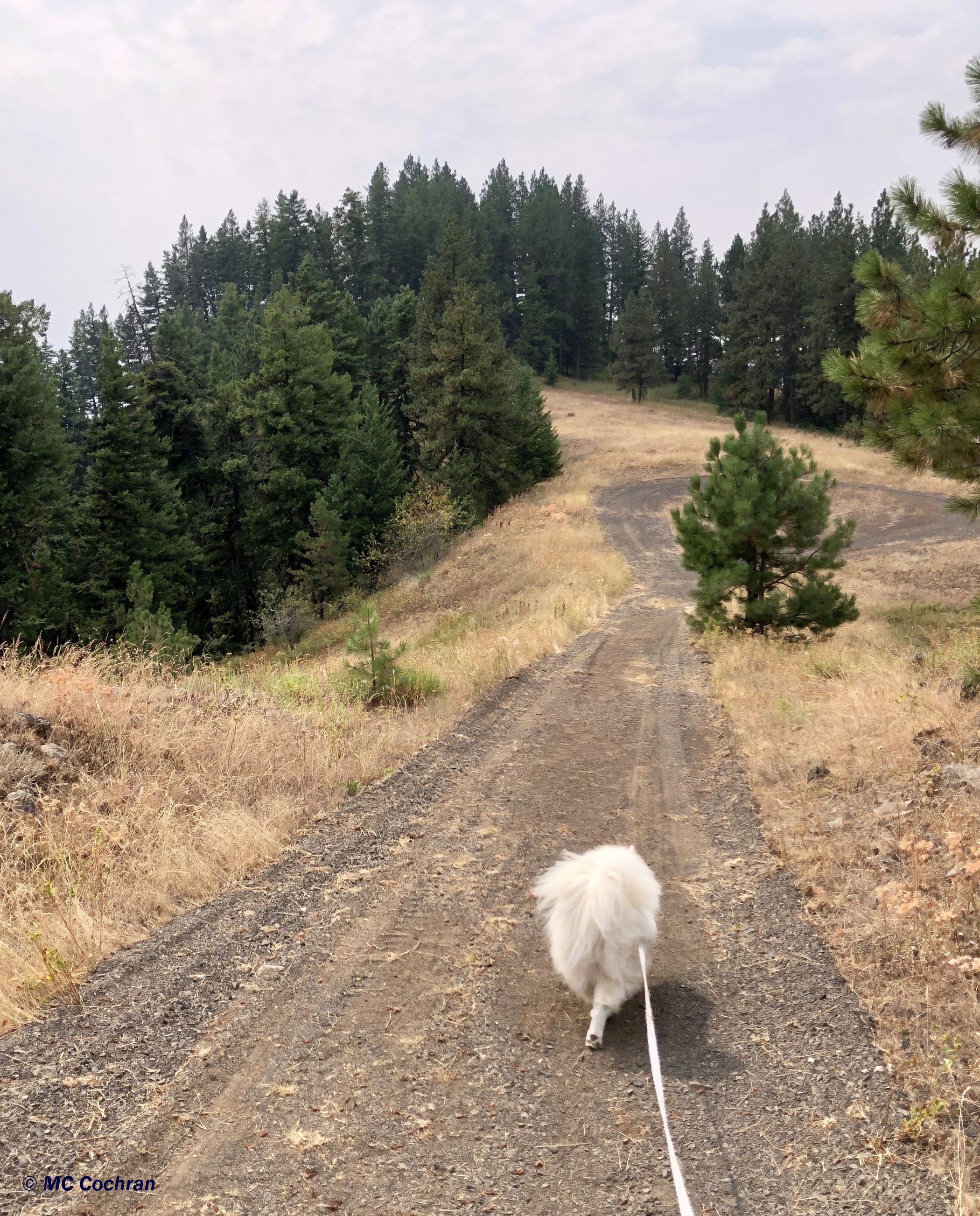 Dog Walk | What Rhymes with Stanza?