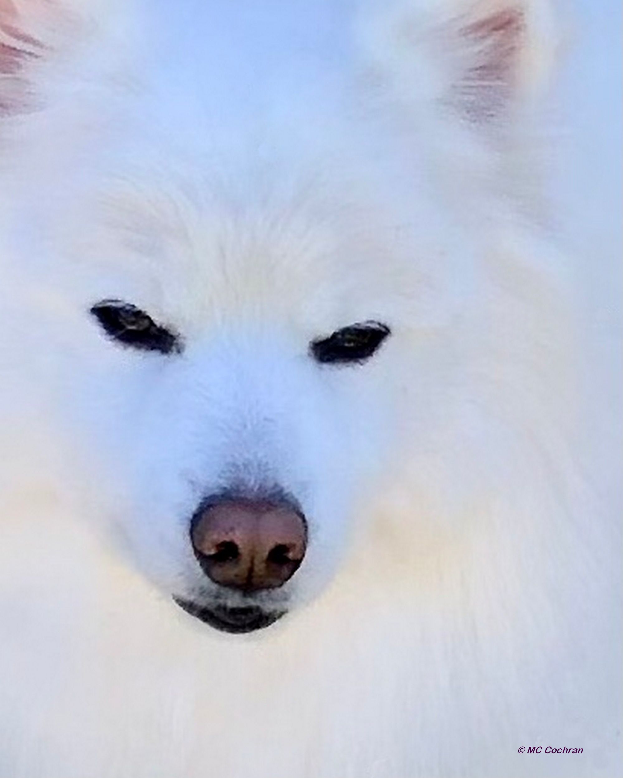 White | What Rhymes with Stanza?