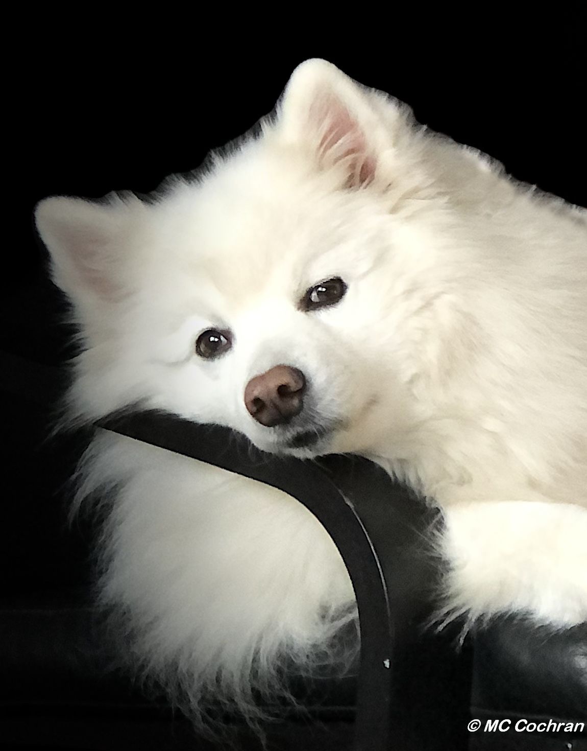 White | What Rhymes with Stanza?