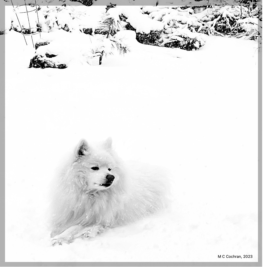 Wordless Wednesday ~ snow white | What Rhymes with Stanza?