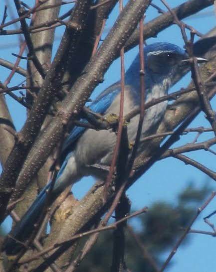 Bird Speak | What Rhymes with Stanza?