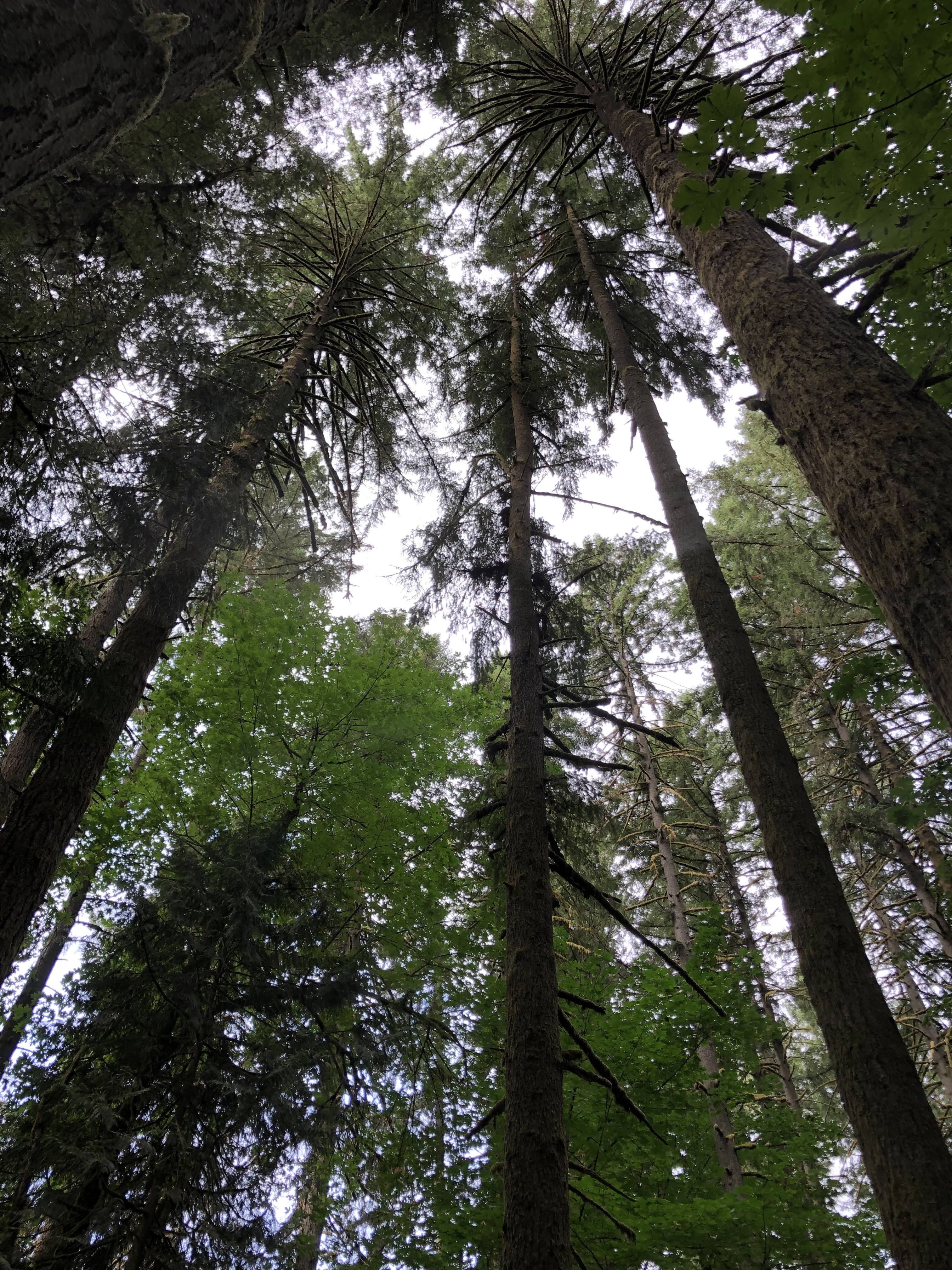 Earth Day 2026 | What Rhymes with Stanza?