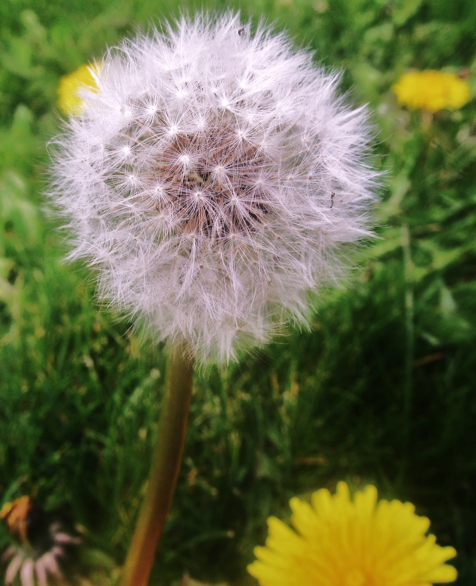 Weed Seeds | What Rhymes with Stanza?